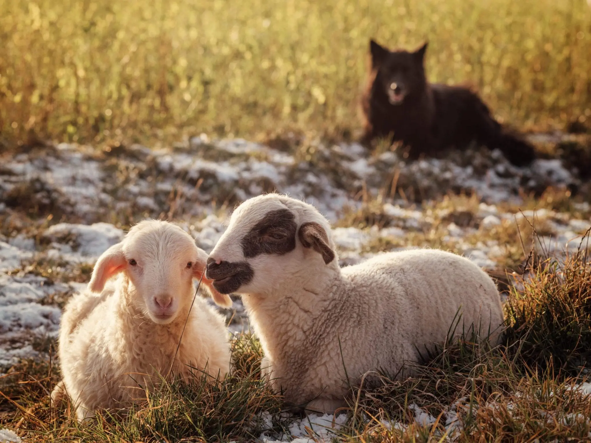 Shepherding the Children - Teaching Self-Government